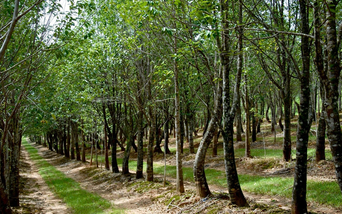 Sourcing Essential Oils Sustainably